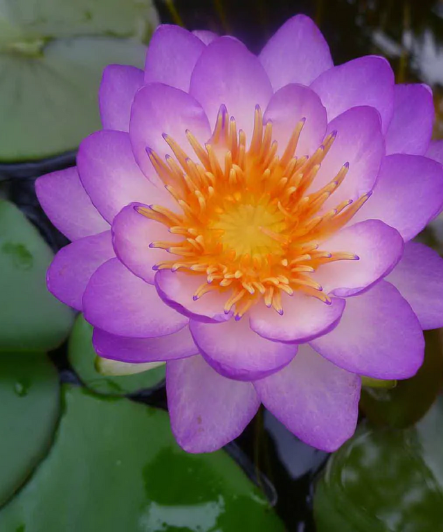 Purple Hardy Water Lilies for Sale – LoveWatergardens