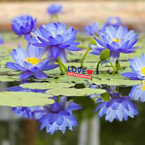 Buy Pond Plants, Water Lilies, Native Pond Plants | Love Water Gardens ...