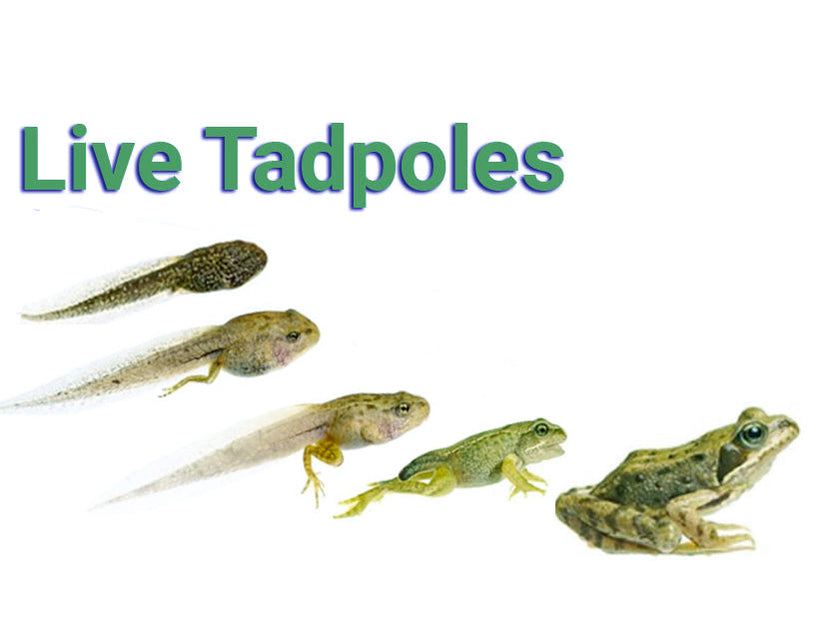 Buy Tadpoles for sale Ponds, Live Tadpoles – LoveWatergardens