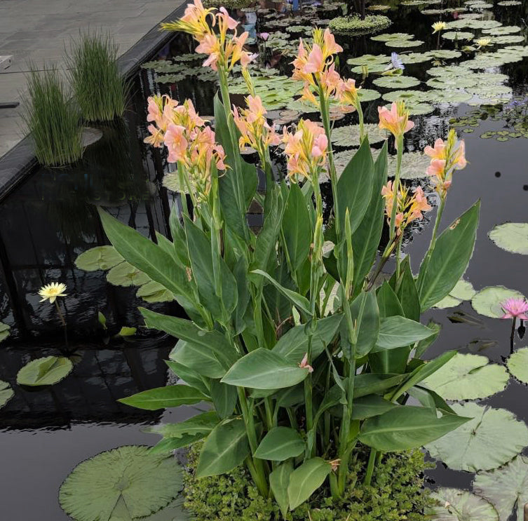 Peach Delight Canna Aquatic Canna Heavy Bloomer all Summer! Plants Ava ...