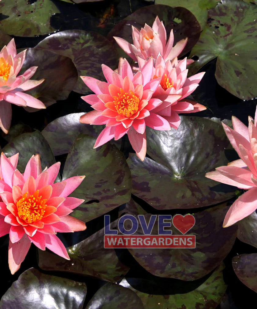 Lilies For Sale Near Me